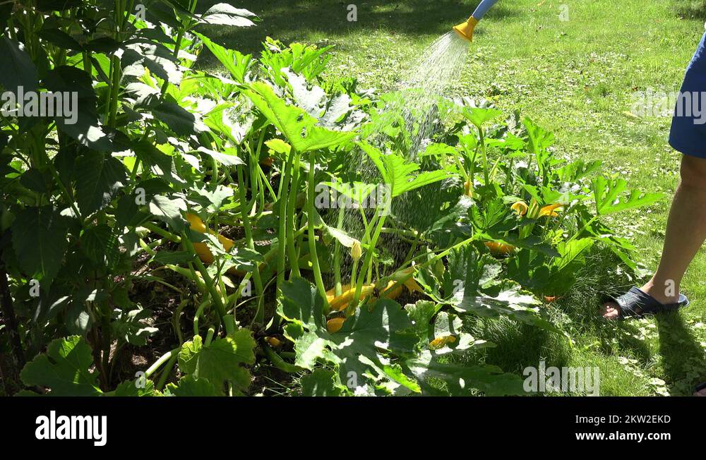 Zucchini male garden Stock Videos & Footage - HD and 4K Video Clips - Alamy