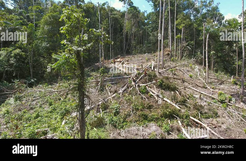 Rainforest clearing crops Stock Videos & Footage - HD and 4K Video ...