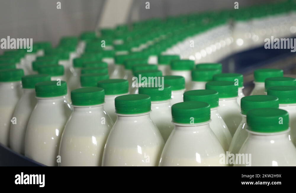 Milk in bottles moving on conveyor. Milk with green caps on a conveyor ...