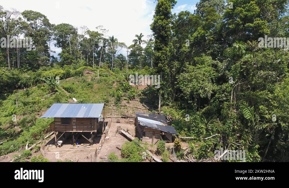 Yuca tropical Stock Videos & Footage - HD and 4K Video Clips - Alamy