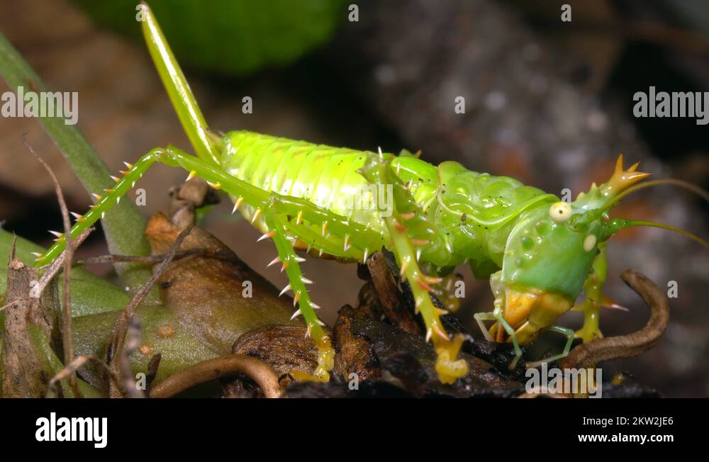 Spiny devil katydid panacanthus cuspidatus Stock Videos & Footage - HD ...