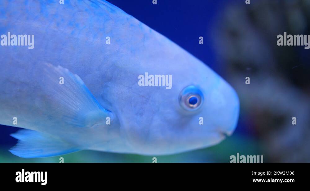 Ocean parrotfish Stock Videos & Footage - HD and 4K Video Clips - Alamy