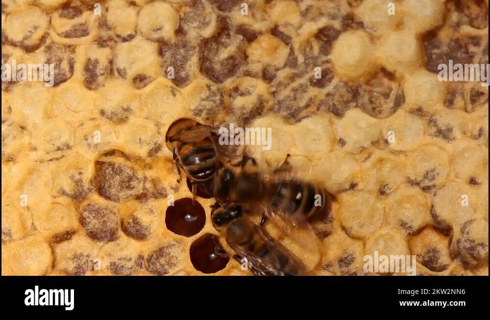 Insect colonies Stock Videos & Footage - HD and 4K Video Clips - Alamy