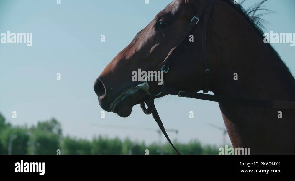 Racing stallion Stock Videos & Footage - HD and 4K Video Clips - Alamy