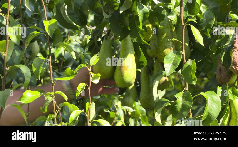 Pear picker Stock Videos & Footage - HD and 4K Video Clips - Alamy