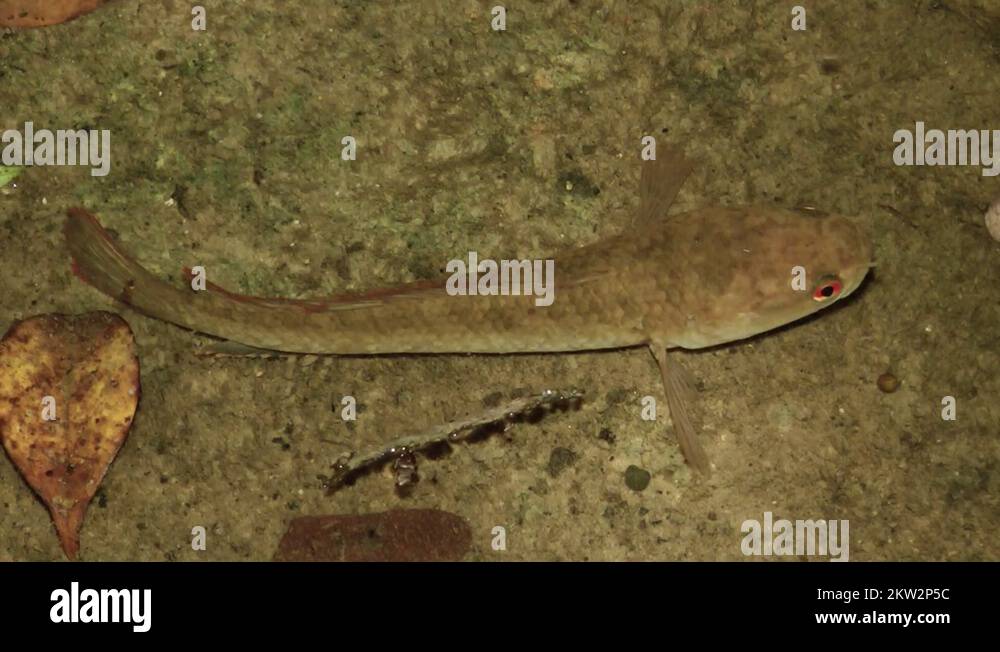 Freshwater fish of malaysia Stock Videos & Footage - HD and 4K Video ...