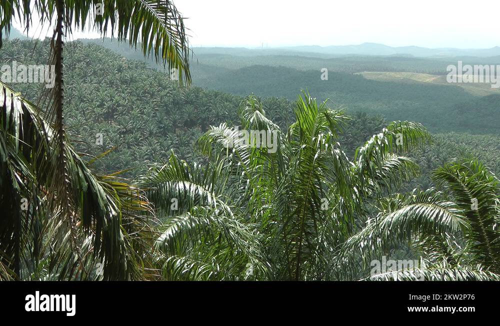 Palm plantations Stock Videos & Footage - HD and 4K Video Clips - Alamy