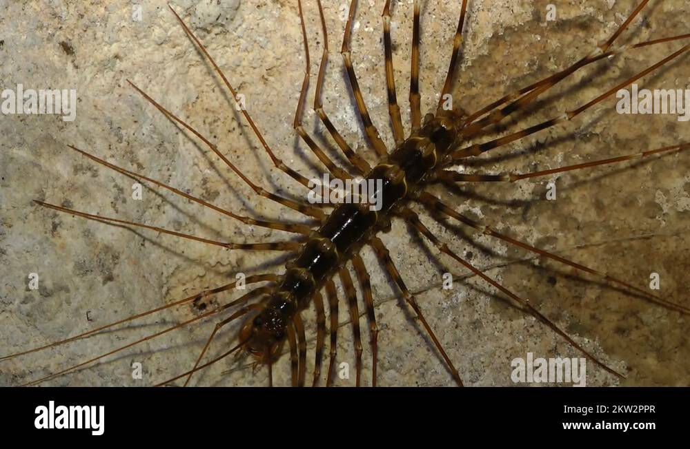 Giant centipedes Stock Videos & Footage - HD and 4K Video Clips - Alamy