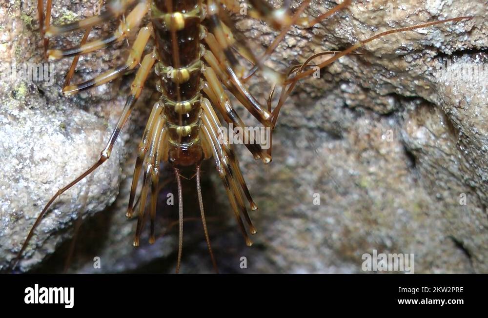 Giant centipedes mating Stock Videos & Footage - HD and 4K Video Clips ...