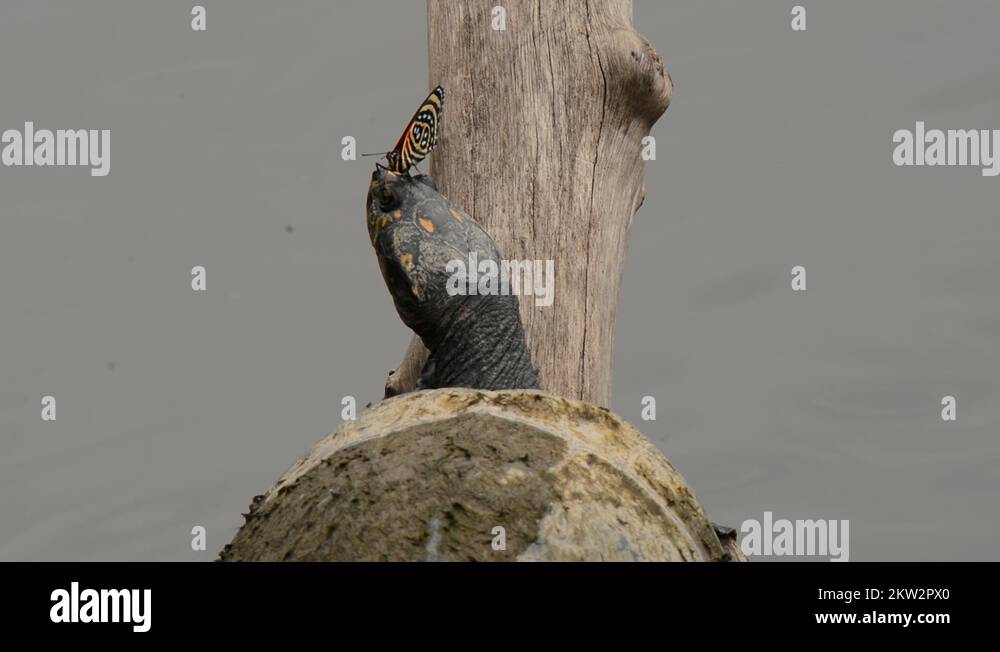 Giant amazon river turtle Stock Videos & Footage - HD and 4K Video ...