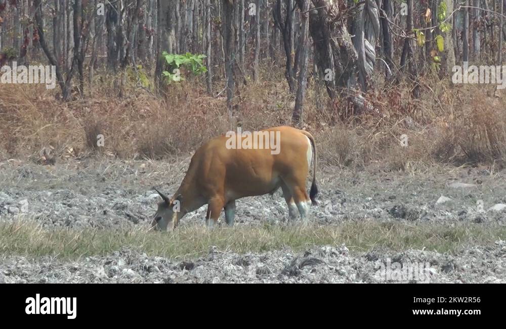 Bos javanicus javanicus Stock Videos & Footage - HD and 4K Video Clips ...