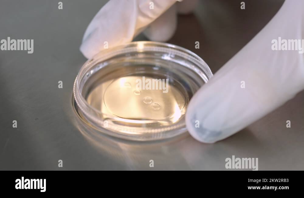Ivf embryo dish Stock Videos & Footage - HD and 4K Video Clips - Alamy