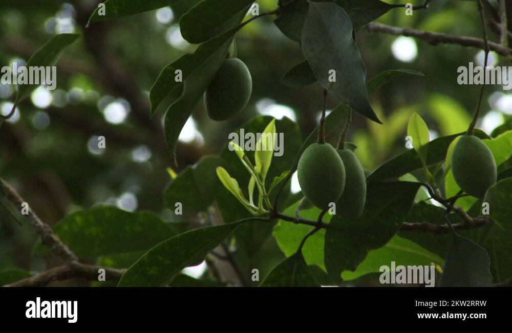Tree kerala Stock Videos & Footage - HD and 4K Video Clips - Alamy