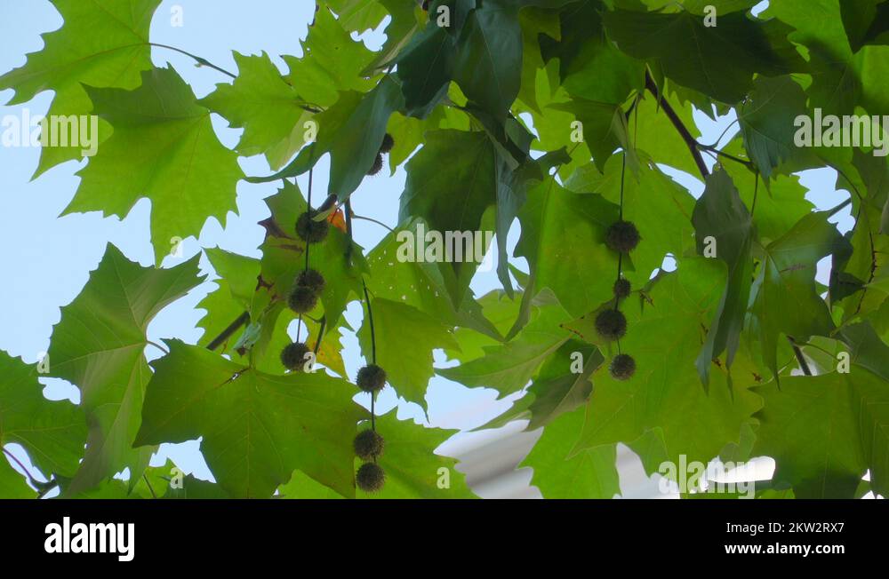 Ireland maple Stock Videos & Footage - HD and 4K Video Clips - Alamy