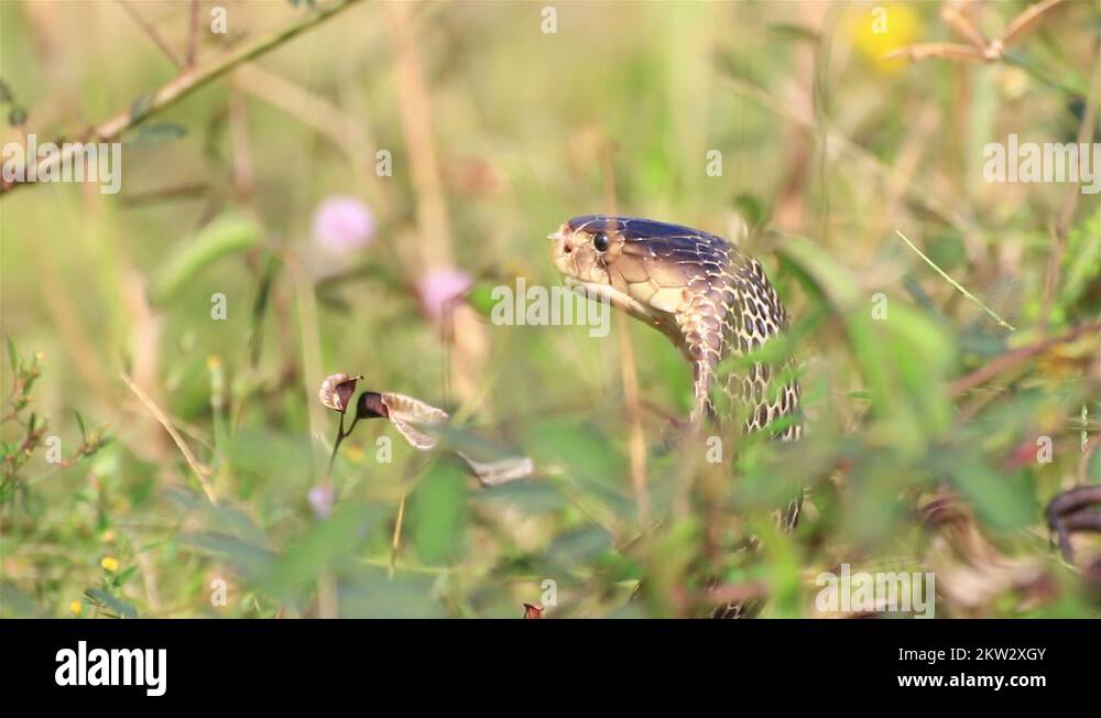 Snake in striking position Stock Videos & Footage - HD and 4K Video ...