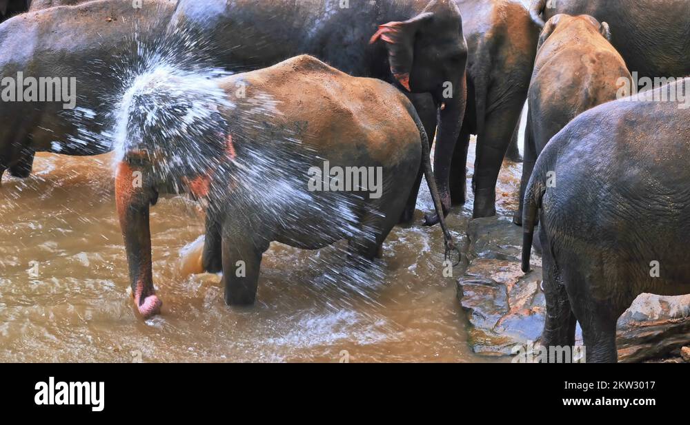 Pinnawala Elephants Orphanage for wild animals in Sri Lanka during ...