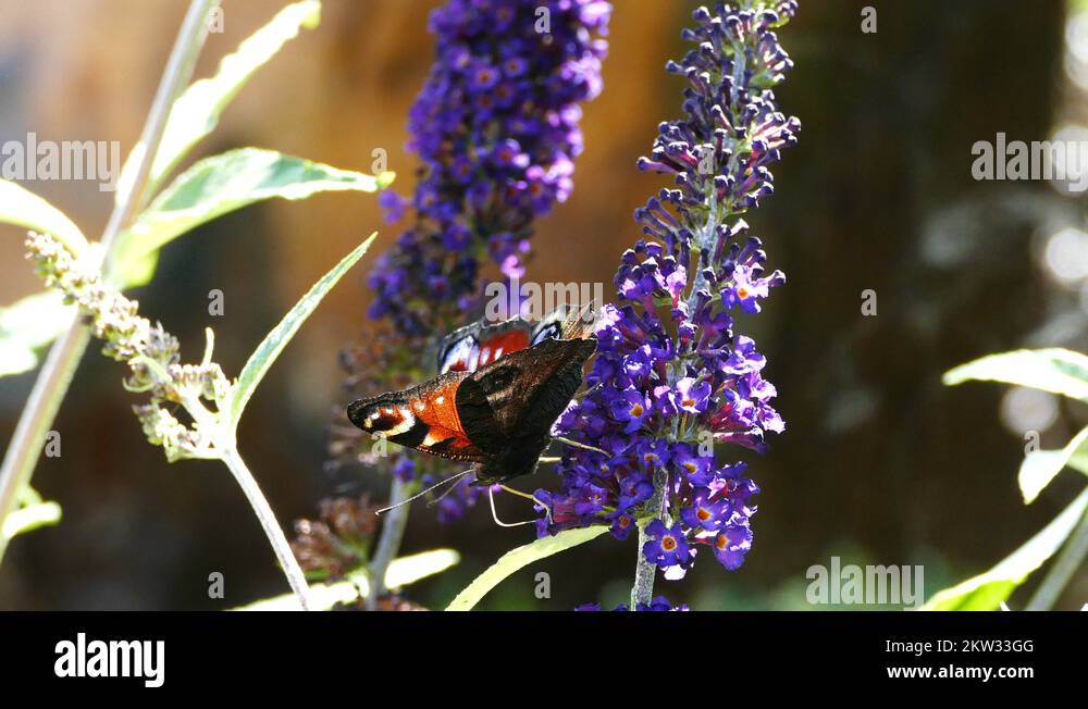 Buddleja buzz butterfly Stock Videos & Footage - HD and 4K Video Clips ...