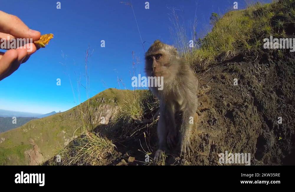 Monkey peak Stock Videos & Footage - HD and 4K Video Clips - Alamy