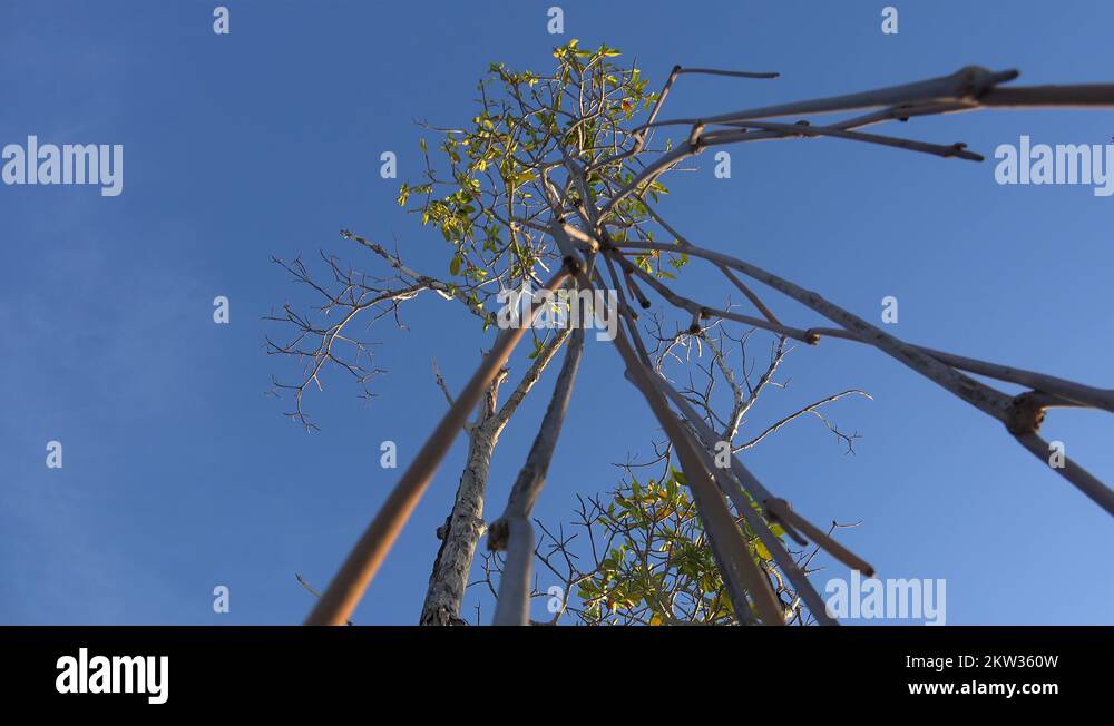 Mangrove rhizophoraceae root mangrove tree Stock Videos & Footage - HD ...