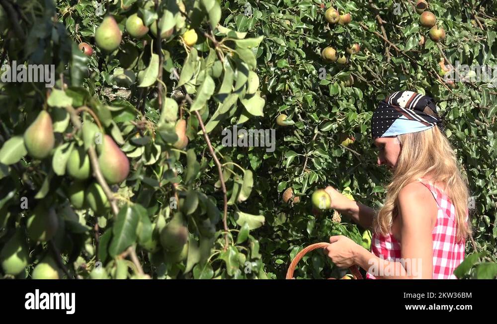 Pretty country woman girl picking pear fruits from the pear tree to ...