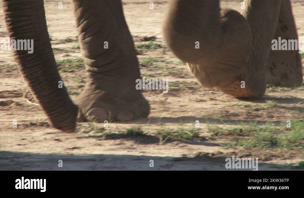 Elephant hoof Stock Videos & Footage - HD and 4K Video Clips - Alamy
