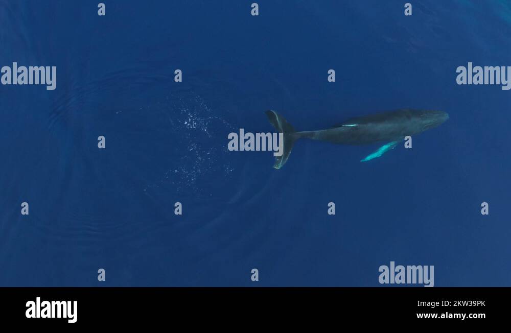 Humpback whale diving down Stock Videos & Footage - HD and 4K Video ...