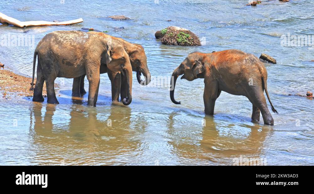 Mother animal with young animals in water Stock Videos & Footage - HD ...