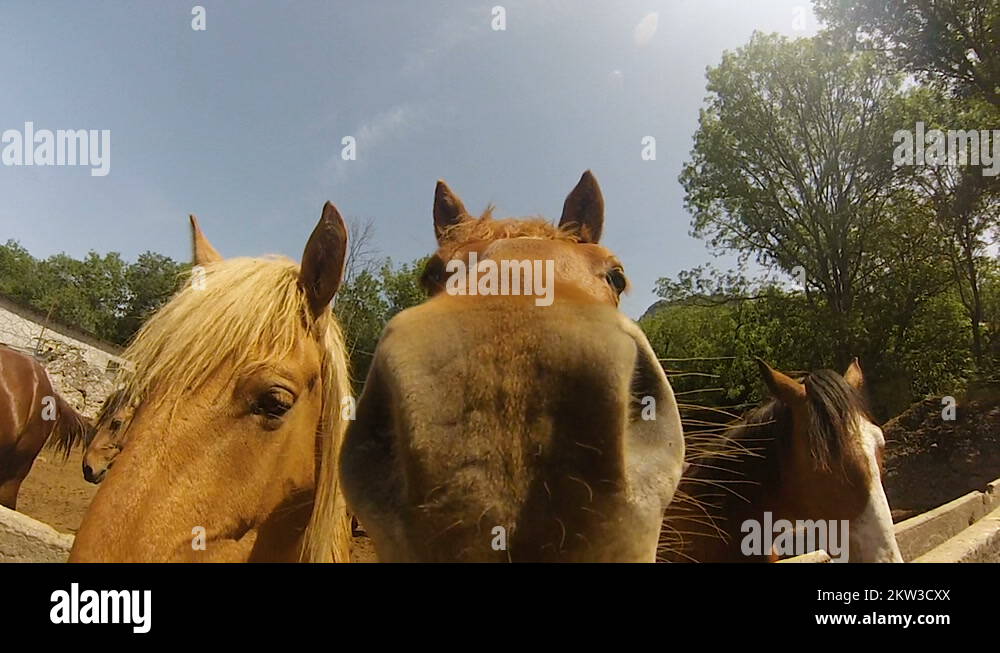 Dressage horses head Stock Videos & Footage - HD and 4K Video Clips - Alamy