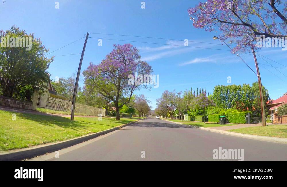Jacaranda purple flowering tree lined streets of springtime Adelaide ...