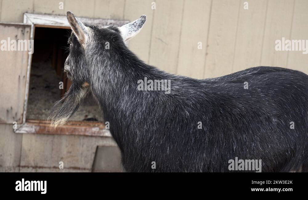 4K Black Bearded Goat BAAAAs Twists Neck Stock Video Footage - Alamy