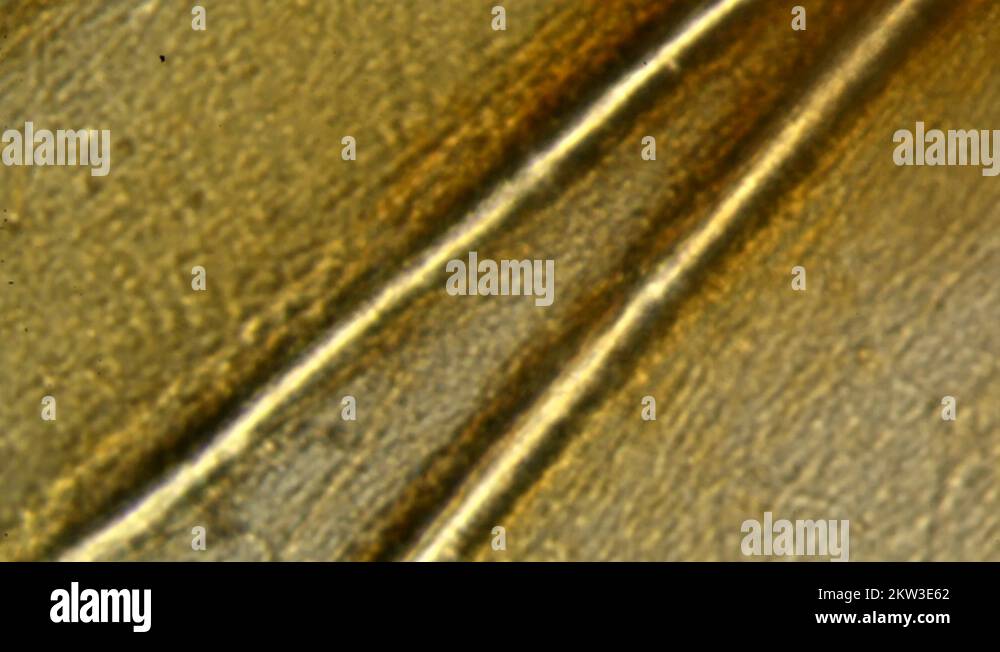 Pectoral anatomy Stock Videos & Footage - HD and 4K Video Clips - Alamy