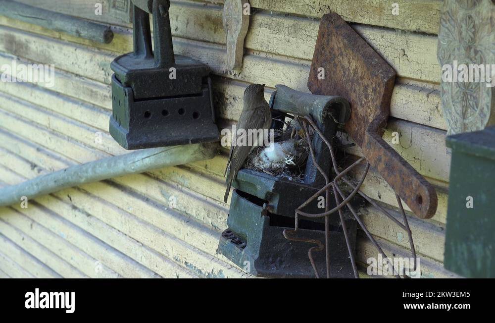 Spotted flycatcher house Stock Videos & Footage - HD and 4K Video Clips ...