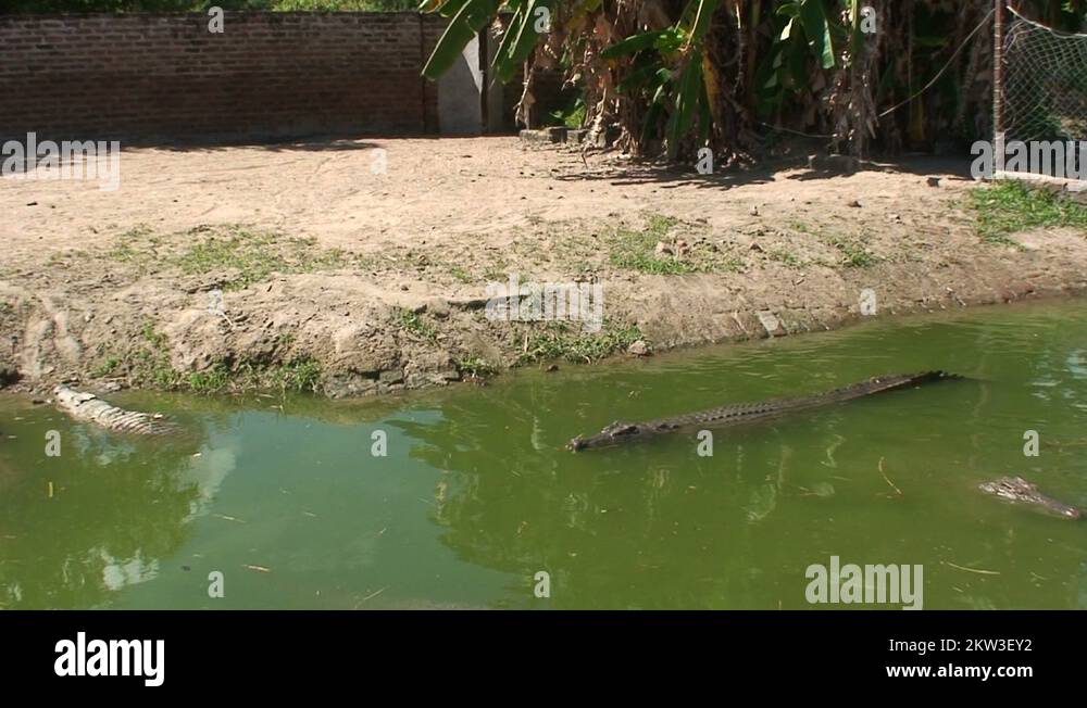 Wildlife of malawi Stock Videos & Footage - HD and 4K Video Clips - Alamy