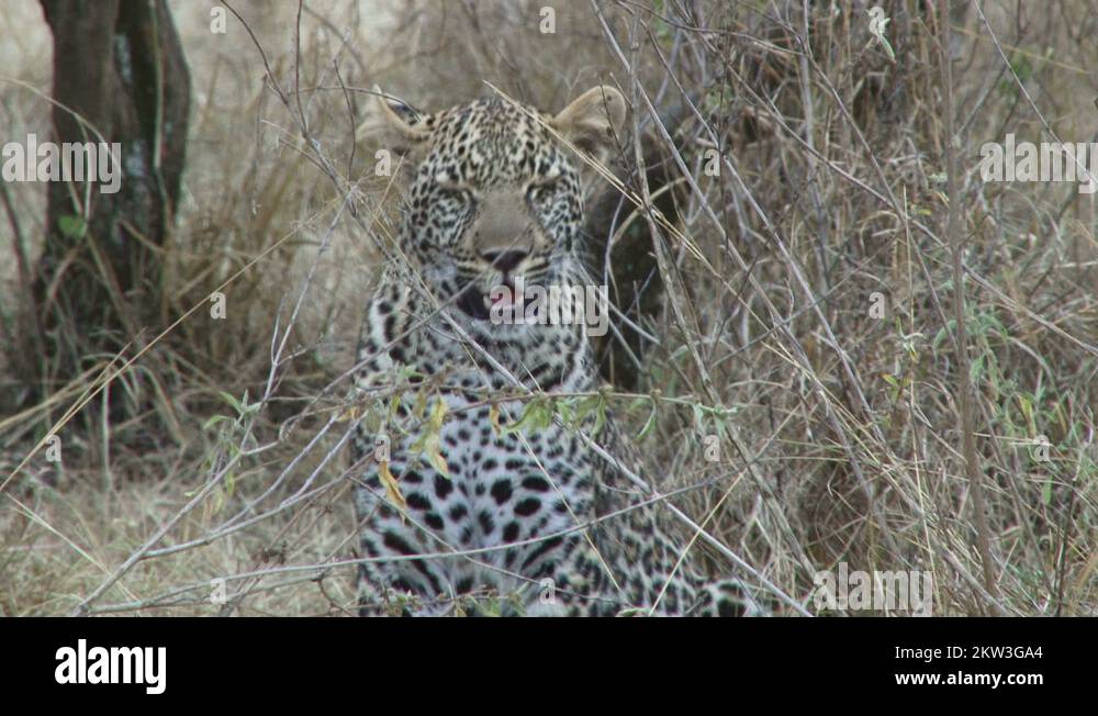 Leopard hunting Stock Videos & Footage - HD and 4K Video Clips - Alamy