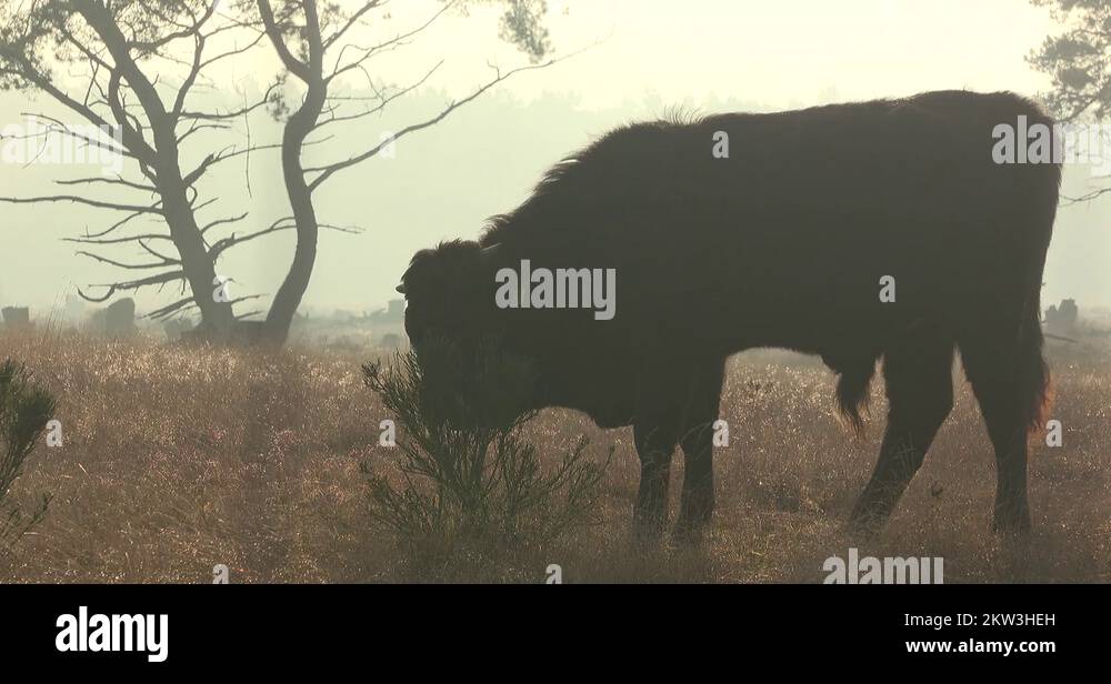 Rewilding area Stock Videos & Footage - HD and 4K Video Clips - Alamy