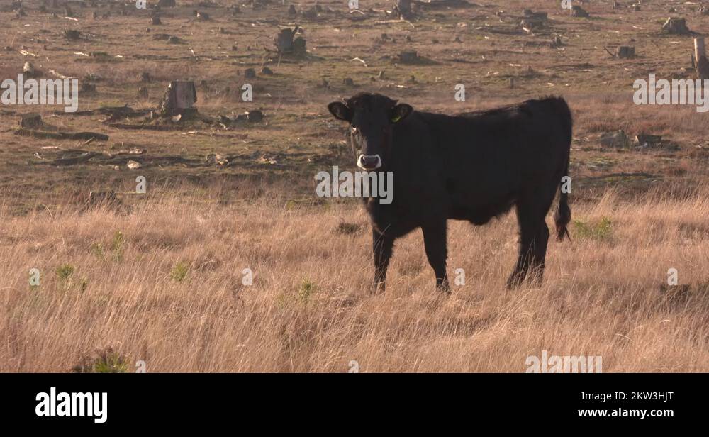 Auroch cow Stock Videos & Footage - HD and 4K Video Clips - Alamy