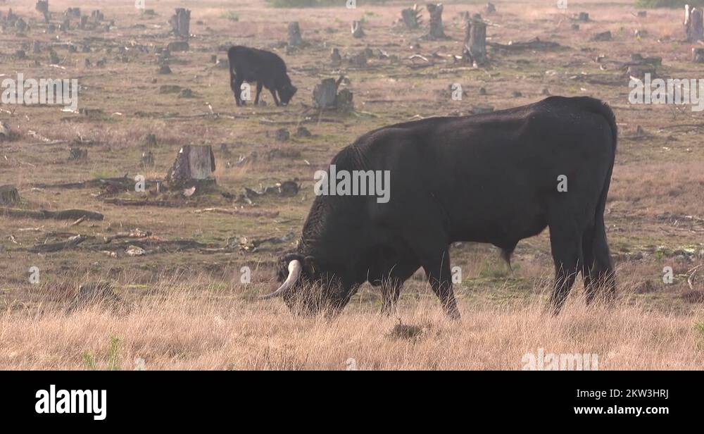 Rewilding of cattle Stock Videos & Footage - HD and 4K Video Clips - Alamy