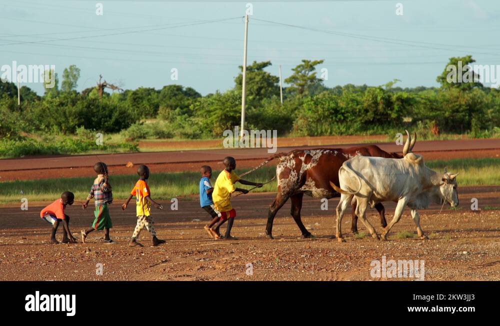 Child cattle africa Stock Videos & Footage - HD and 4K Video Clips - Alamy