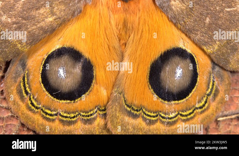 Automeris species Stock Videos & Footage - HD and 4K Video Clips - Alamy