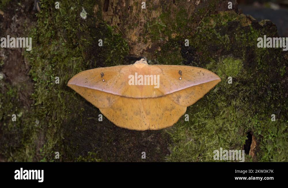 Genus lepidoptera Stock Videos & Footage - HD and 4K Video Clips - Alamy