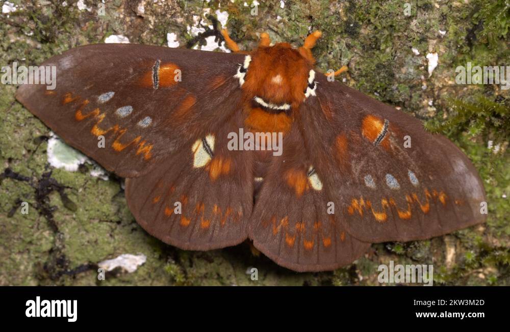Sleeping moth Stock Videos & Footage - HD and 4K Video Clips - Alamy
