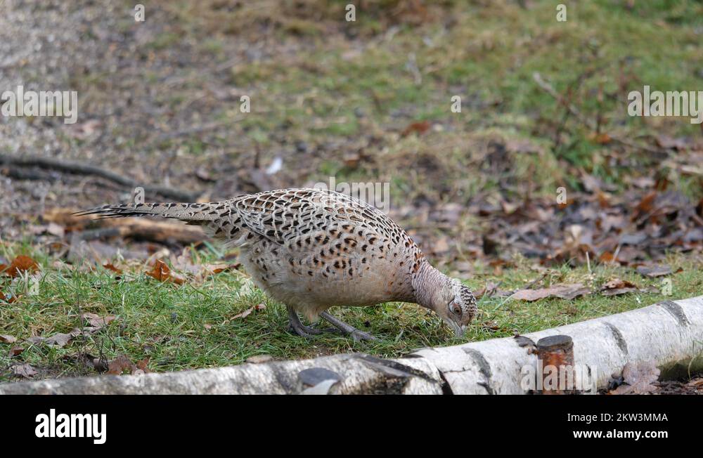 Female pheasant Stock Videos & Footage - HD and 4K Video Clips - Alamy
