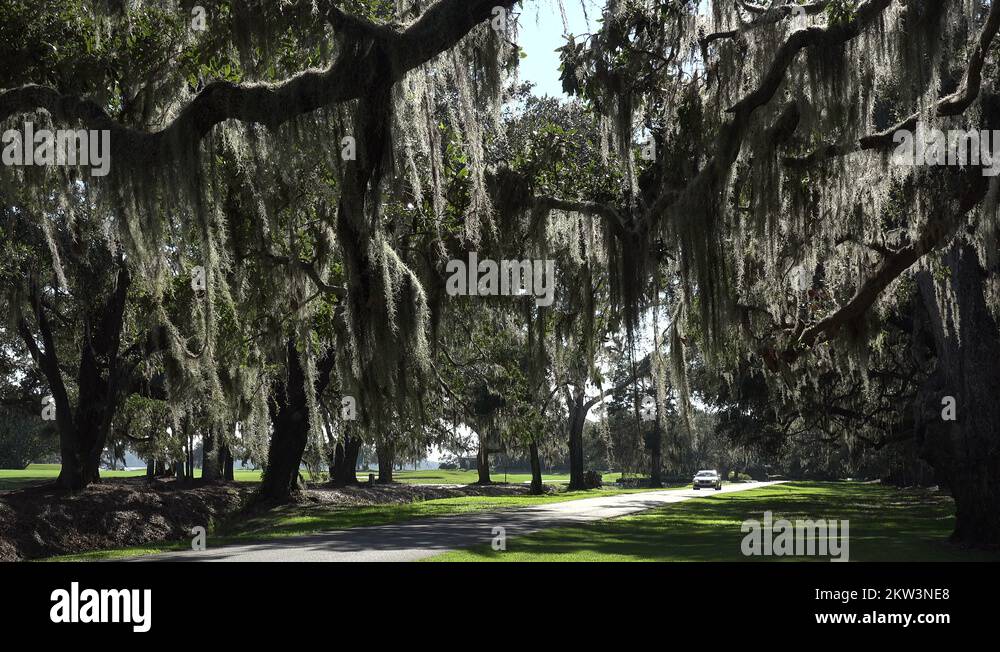 Georgia oak trees Stock Videos & Footage - HD and 4K Video Clips - Alamy