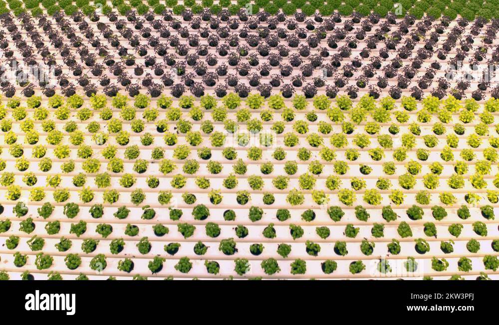 Chives top view Stock Videos & Footage - HD and 4K Video Clips - Alamy