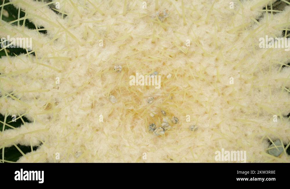 White spike Stock Videos & Footage - HD and 4K Video Clips - Alamy