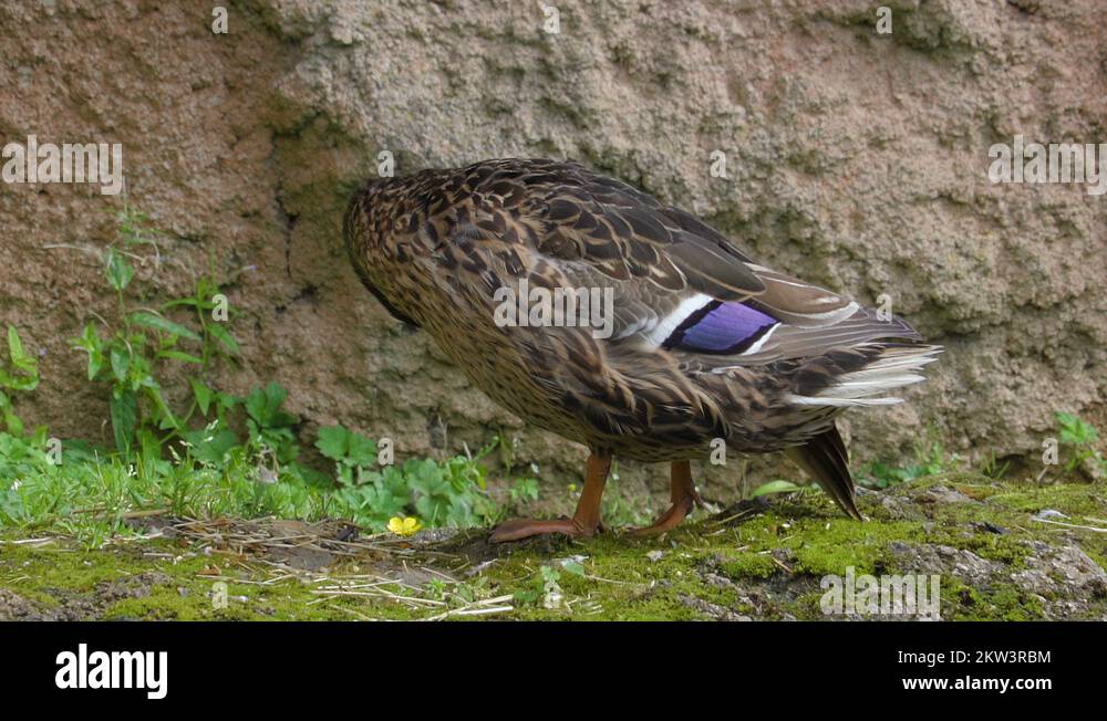 A brown bird scratching the back using the beak in Ireland Stock Video ...