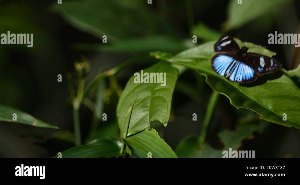 Morpho rhetenor cacica Stock Videos & Footage - HD and 4K Video Clips ...