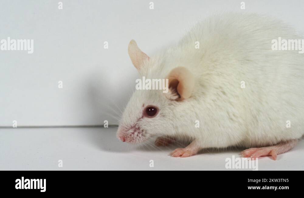 Walking mouse Stock Videos & Footage - HD and 4K Video Clips - Alamy