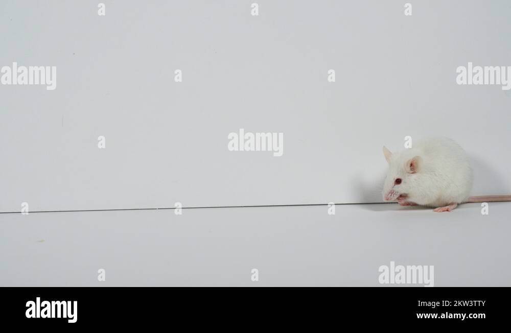 University mouse Stock Videos & Footage - HD and 4K Video Clips - Alamy