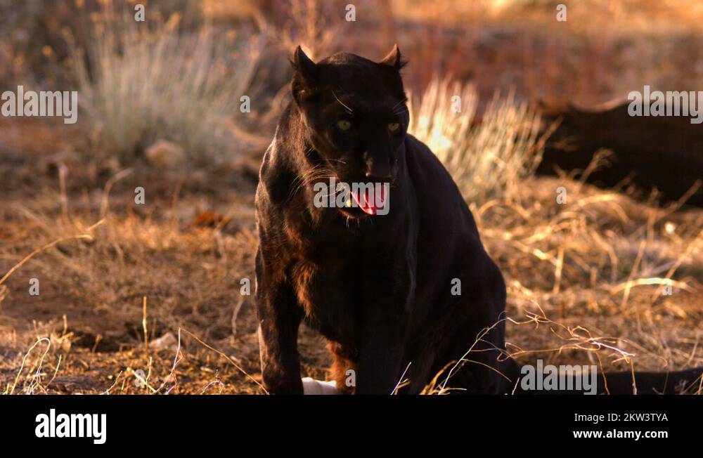 Black puma teeth Stock Videos & Footage - HD and 4K Video Clips - Alamy